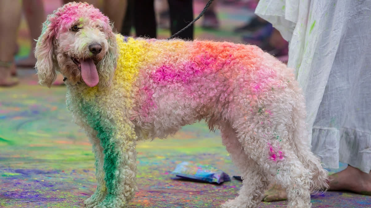Take Care Of Your Pets: Here's How You Can Celebrate Animal-Friendly Holi