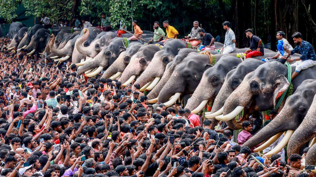 ‘Wellbeing Of Voiceless Animals Of Paramount Importance', SC Gives ...