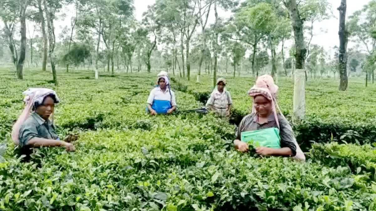 পাহাড় ও তরাই-ডুয়ার্স বাগান শ্রমিকদের জন্য ESI হাসপাতাল, বড় পদক্ষেপ ...