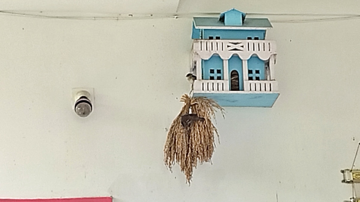Gaya Father-Son Duo Spends Rs 25,000 A Month To Feed And Hydrate Birds ...