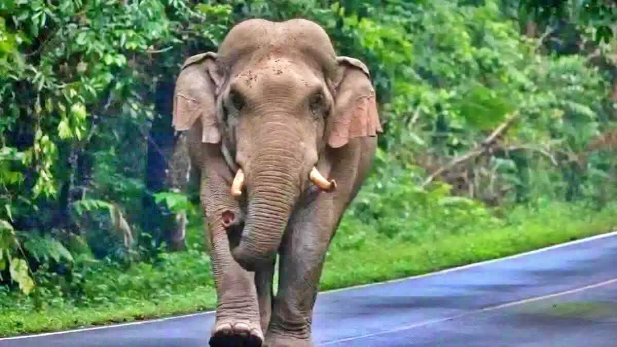 ‘22 Dead In 10 Days’: Rogue Tusked Elephant Turns Jharkhand’s Chaibasa ...