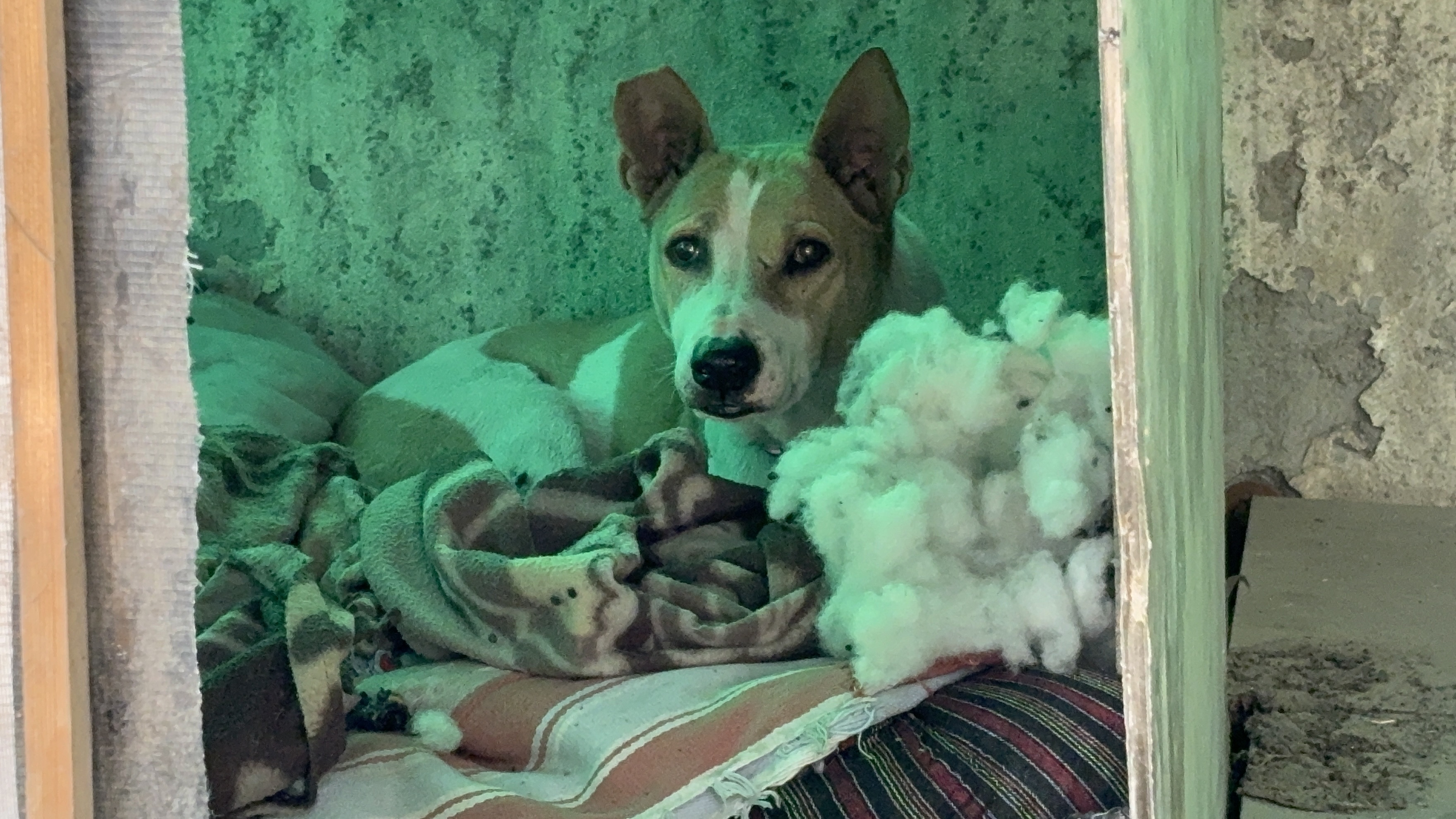 Ghaziabad Housing Society Builds Shelter To Get Rid Of Stray Dog Menace