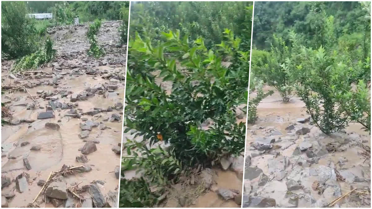 रात में एक ही झटके में बर्बाद हो गए सेब के बगीचे, पूरी फसल हो गई तबाह ...