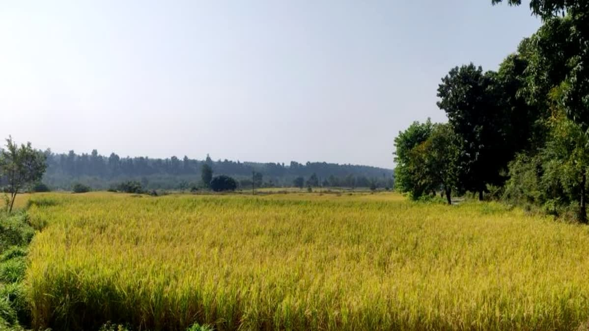 Uttarakhand Govt Embarks On Mission To Revive Cultivation Of Doon Basmati