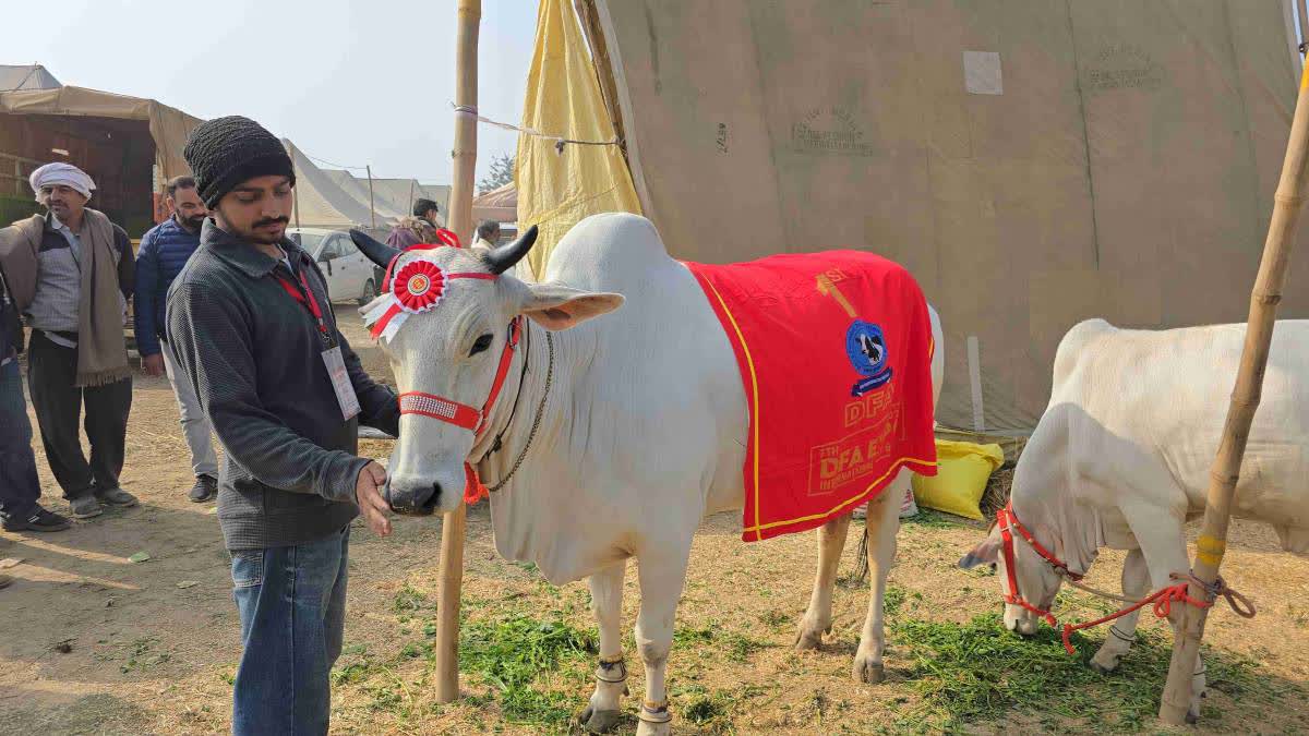 Indigenous Cow Breed With Over 17 Litres Milk Yield Tops Milk Beauty ...