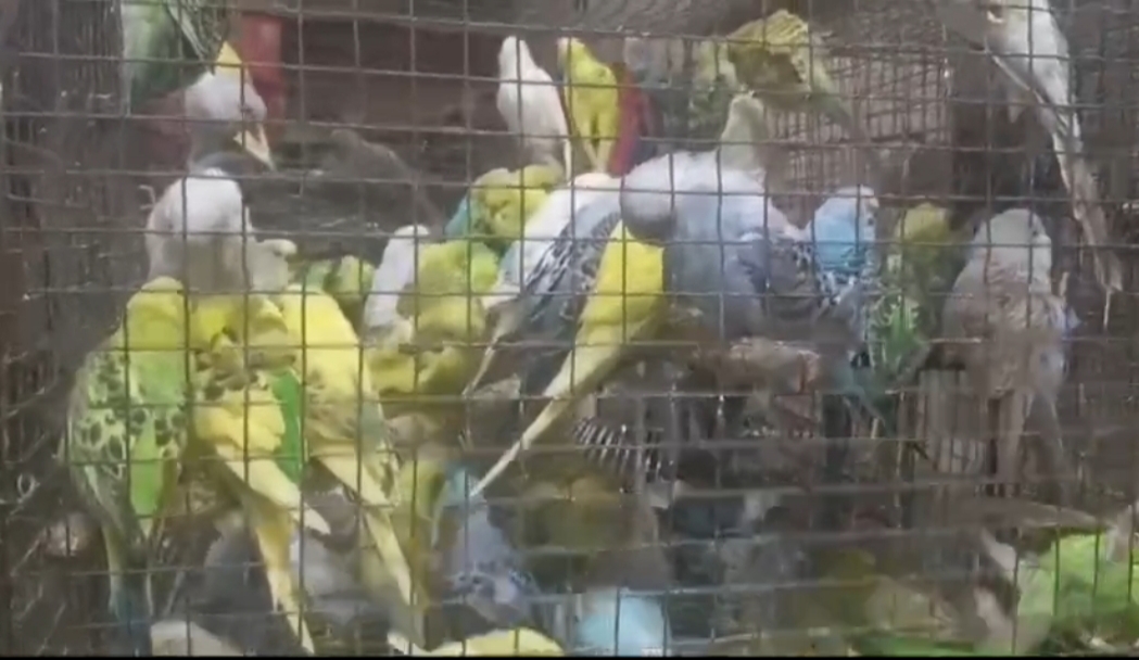 जमशेदपुर में तस्करी किए जा रहे 77 तोते जब्त, तीन तस्कर भी गिरफ्तार