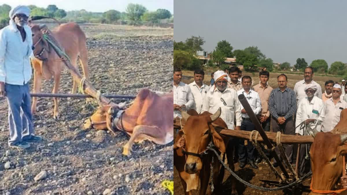 शासनानाची मदत ठरली निकामी; बैल काम करू शकत नसल्यानं जोखडला जुंपून ...