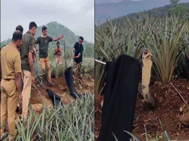 പൈനാപ്പിൾ തോട്ടത്തിൽ കൂറ്റൻ രാജവെമ്പാല; കാലടി പ്ലാൻ്റേഷനിൽ തൊഴിലാളിക ...