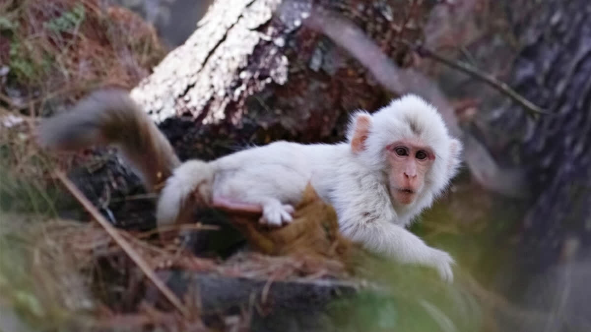 Rare White Monkey Sighted In Chamba Forests: Know All About The Albino ...
