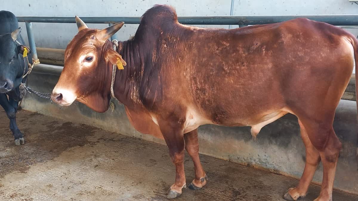 ആള് കുള്ളനാണെങ്കിലും പാല് അമൃതാണ്; വീട്ടുമുറ്റത്തെ താരമായി കാസർകോട് ...