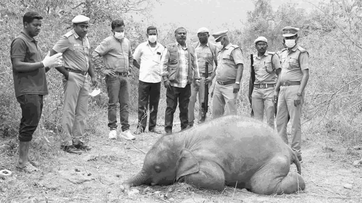 Female Elephant Dies After Accidentally Biting Country-Made Bomb ...