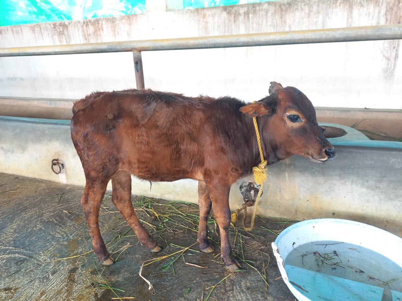 ആള് കുള്ളനാണെങ്കിലും പാല് അമൃതാണ്; വീട്ടുമുറ്റത്തെ താരമായി കാസർകോട് ...