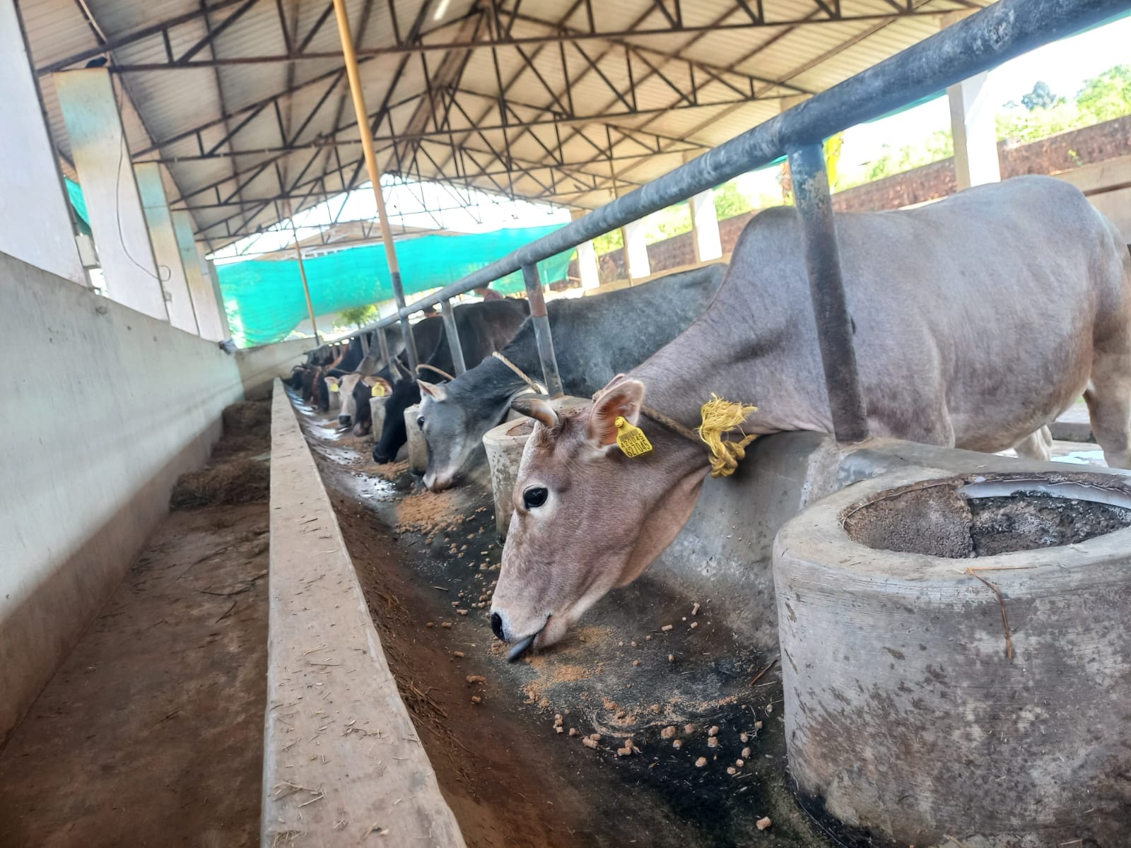 ആള് കുള്ളനാണെങ്കിലും പാല് അമൃതാണ്; വീട്ടുമുറ്റത്തെ താരമായി കാസർകോട് ...