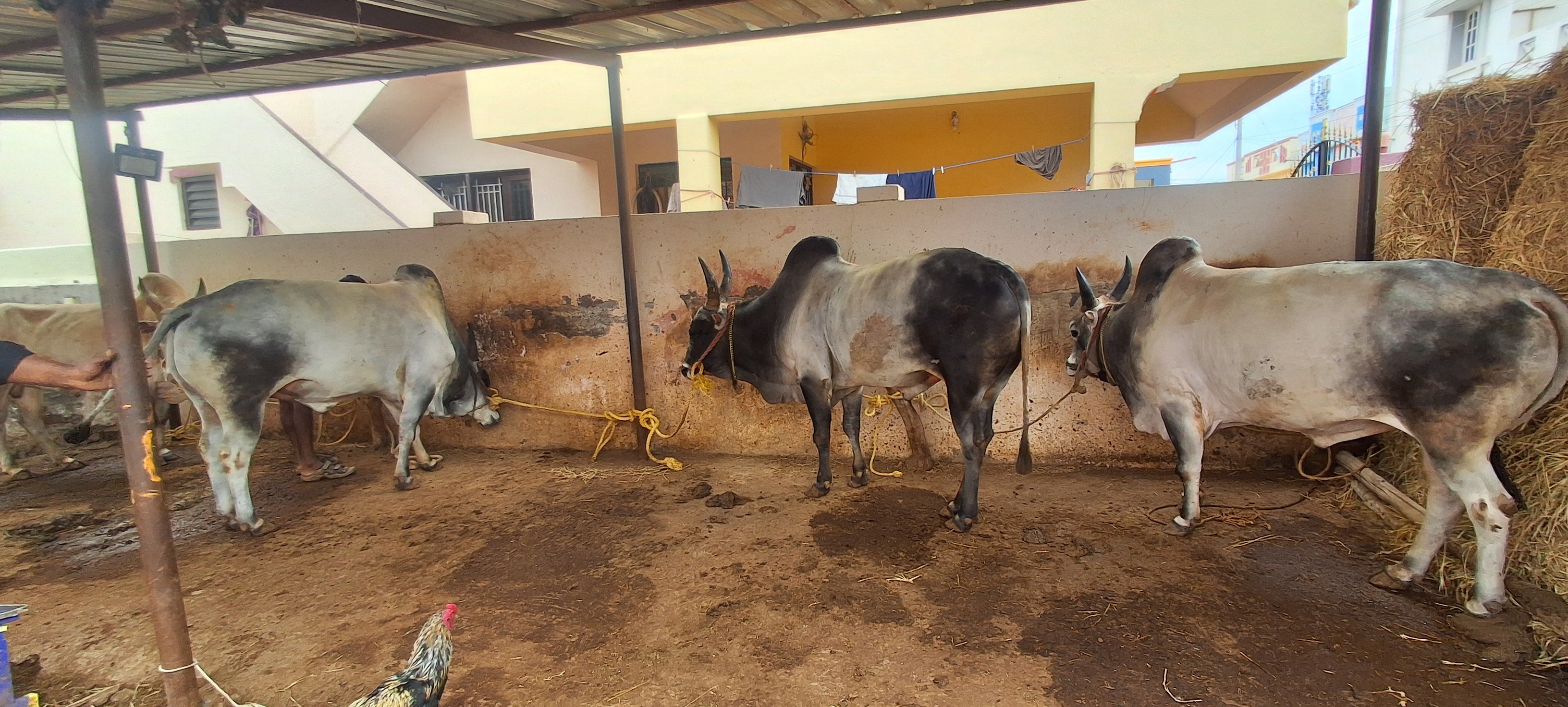 Breaking Barriers: Transgender Woman Fights For Equal Place In ...