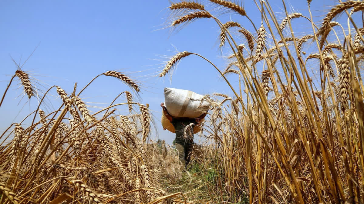 Govt Approves 25 Lakh Tons Of Wheat Exports