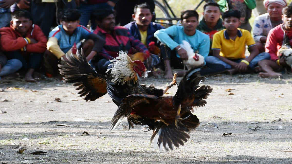 Makar Sankranti: Cockfight & Gambling Events Thrive In Andhra; Winners ...