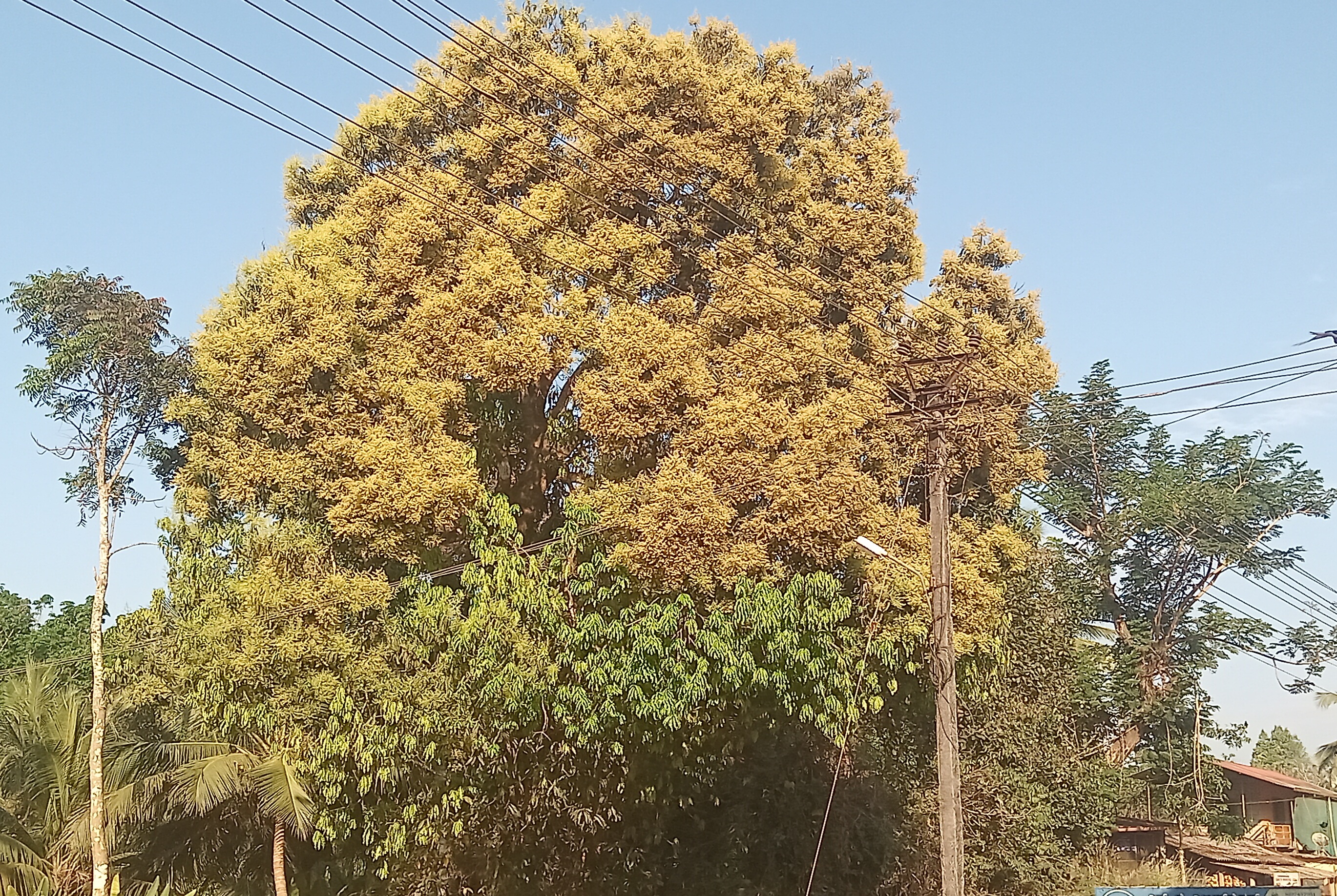 ಕಾಡು ಮಾವಿನ ಮರದಲ್ಲಿ ಹೂವಿನ ತೋರಣ!: ಕಣ್ಮನ ಸೆಳೆಯುವ ರಾಶಿ ರಾಶಿ ಹೂವು!, ಉತ್ತಮ ...