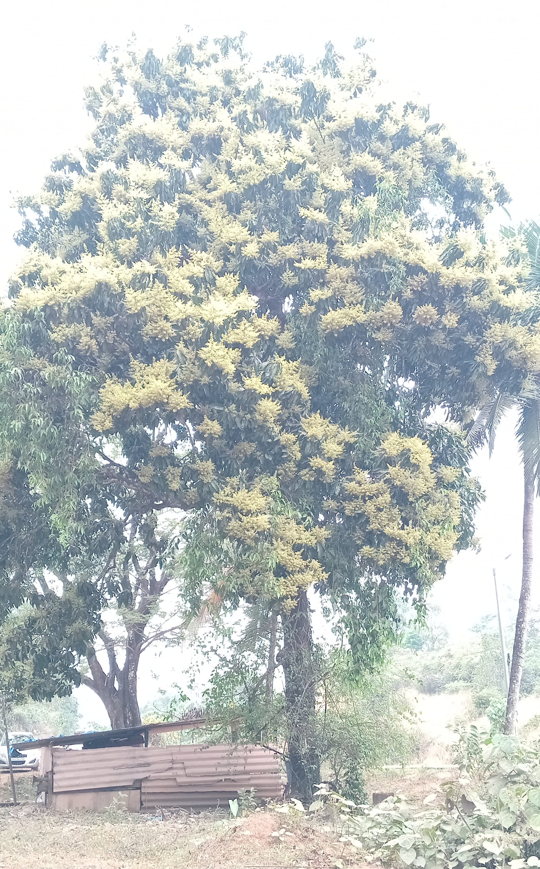 ಕಾಡು ಮಾವಿನ ಮರದಲ್ಲಿ ಹೂವಿನ ತೋರಣ!: ಕಣ್ಮನ ಸೆಳೆಯುವ ರಾಶಿ ರಾಶಿ ಹೂವು!, ಉತ್ತಮ ...