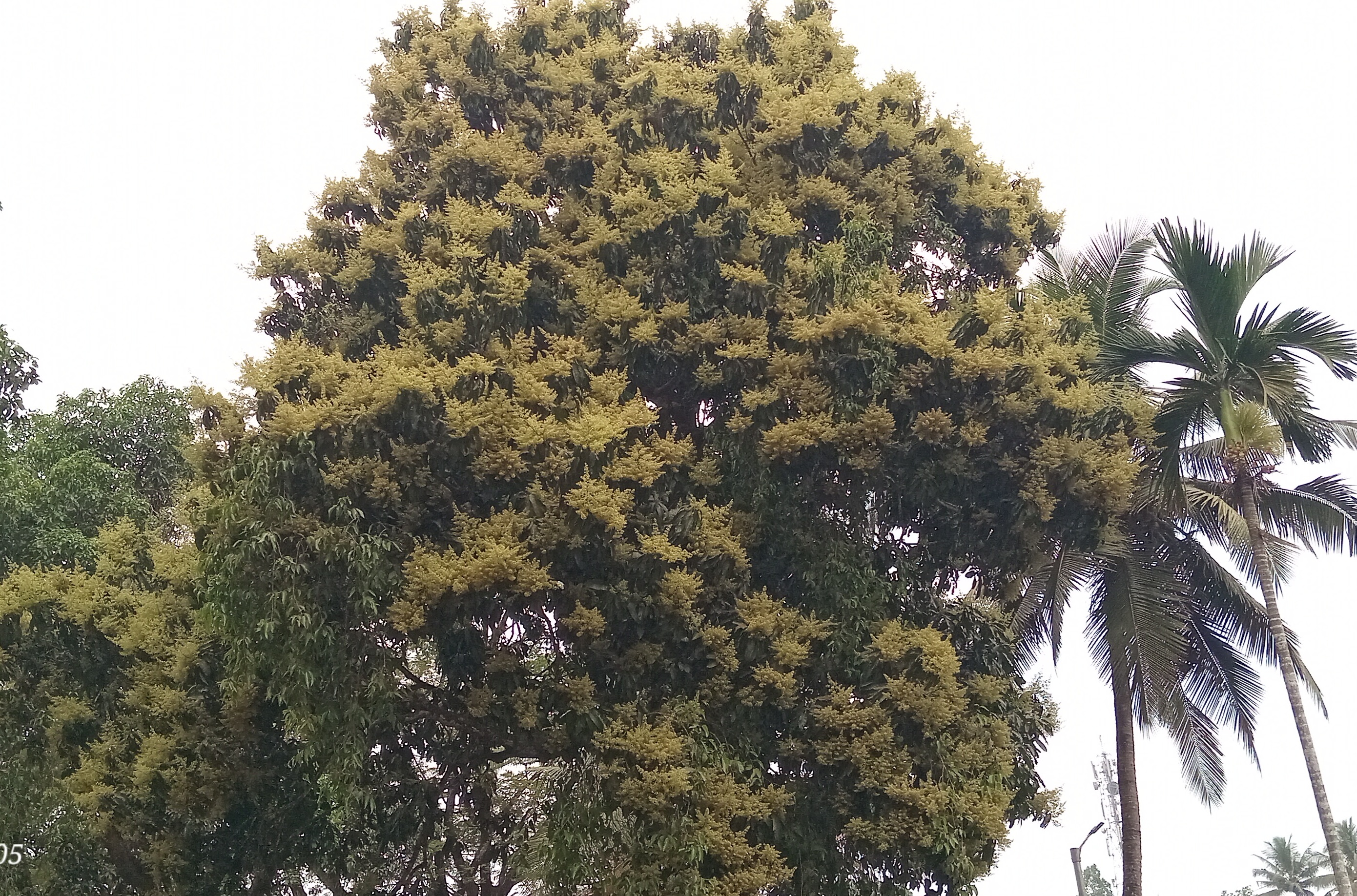 ಕಾಡು ಮಾವಿನ ಮರದಲ್ಲಿ ಹೂವಿನ ತೋರಣ!: ಕಣ್ಮನ ಸೆಳೆಯುವ ರಾಶಿ ರಾಶಿ ಹೂವು!, ಉತ್ತಮ ...