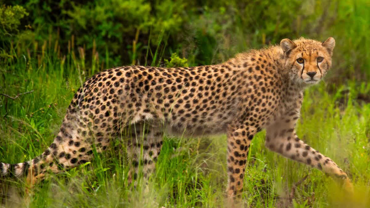 Female Cheetahs More Easily Stressed Than Males, Wildlife Institute Of ...
