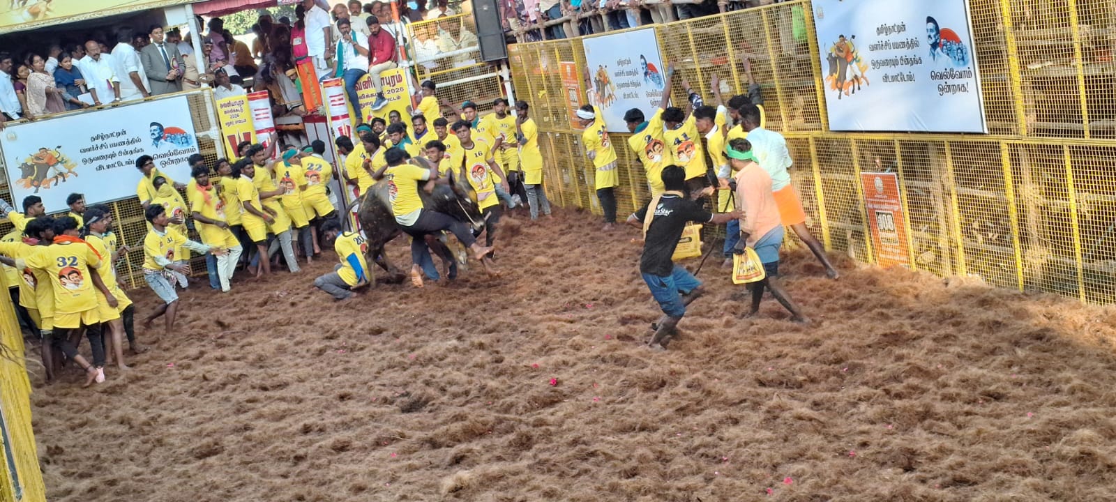 Bulls Roar At Vaadivasal As Jallikattu Begins In Madurai's Avaniyapuram ...