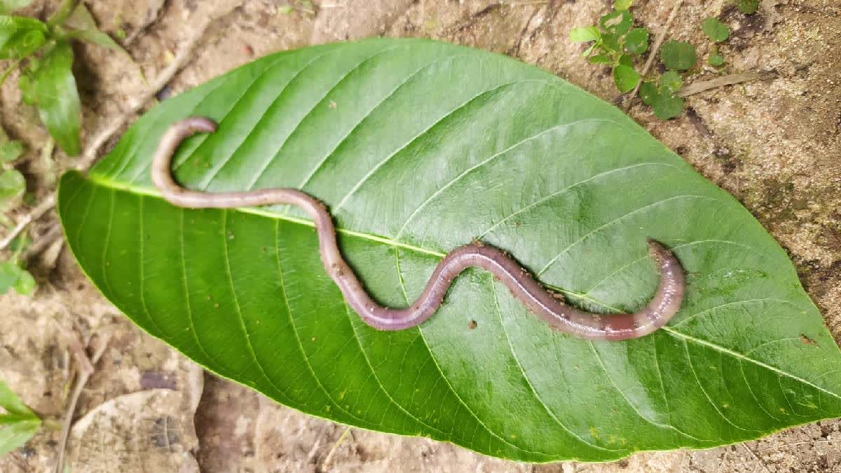 Two New Earthworm Species Discovered in Tripura; Genus Count Reaches 10