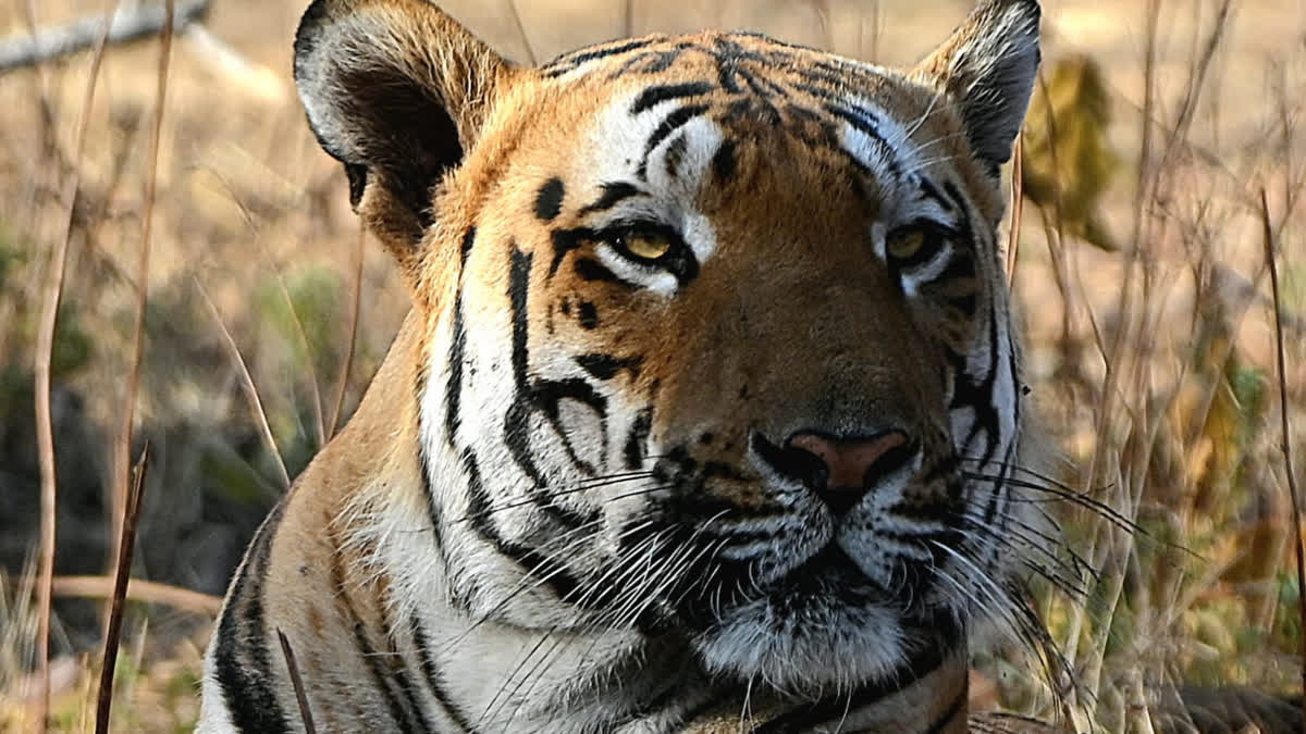 With Trident-Like Marking On Both Cheeks, 'Trishul Tiger' Is The ...