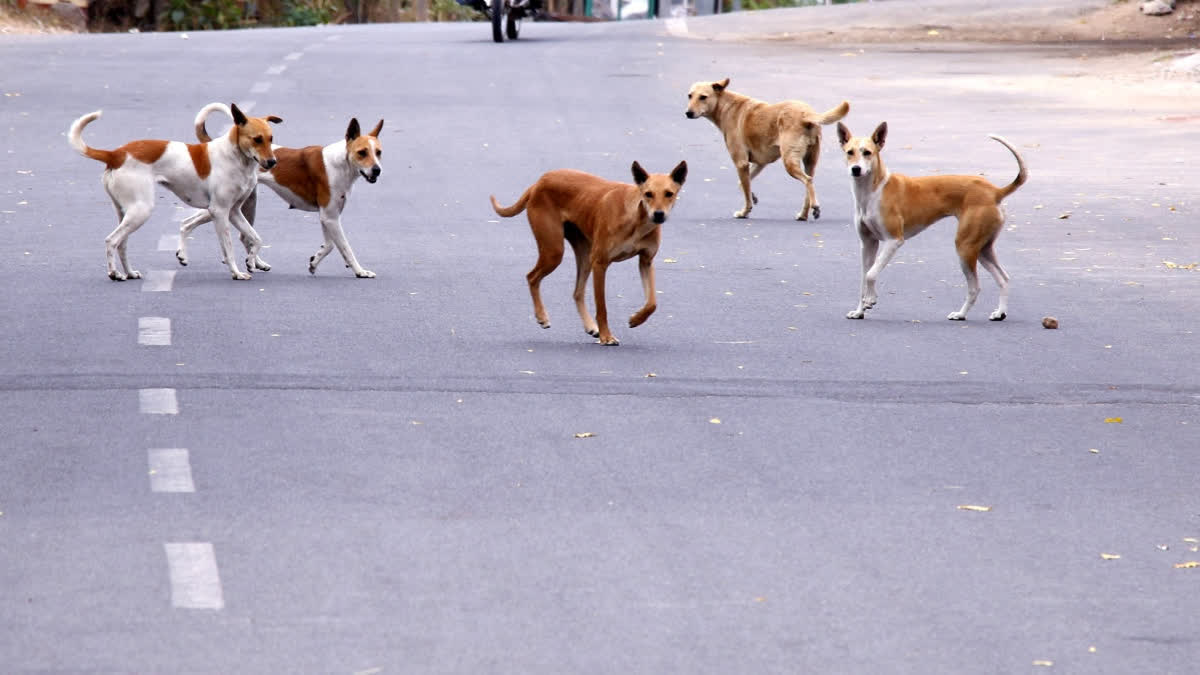 Stray Dog Mauls 3-Year-Old Girl In Madhya Pradesh, Child Suffers Severe ...
