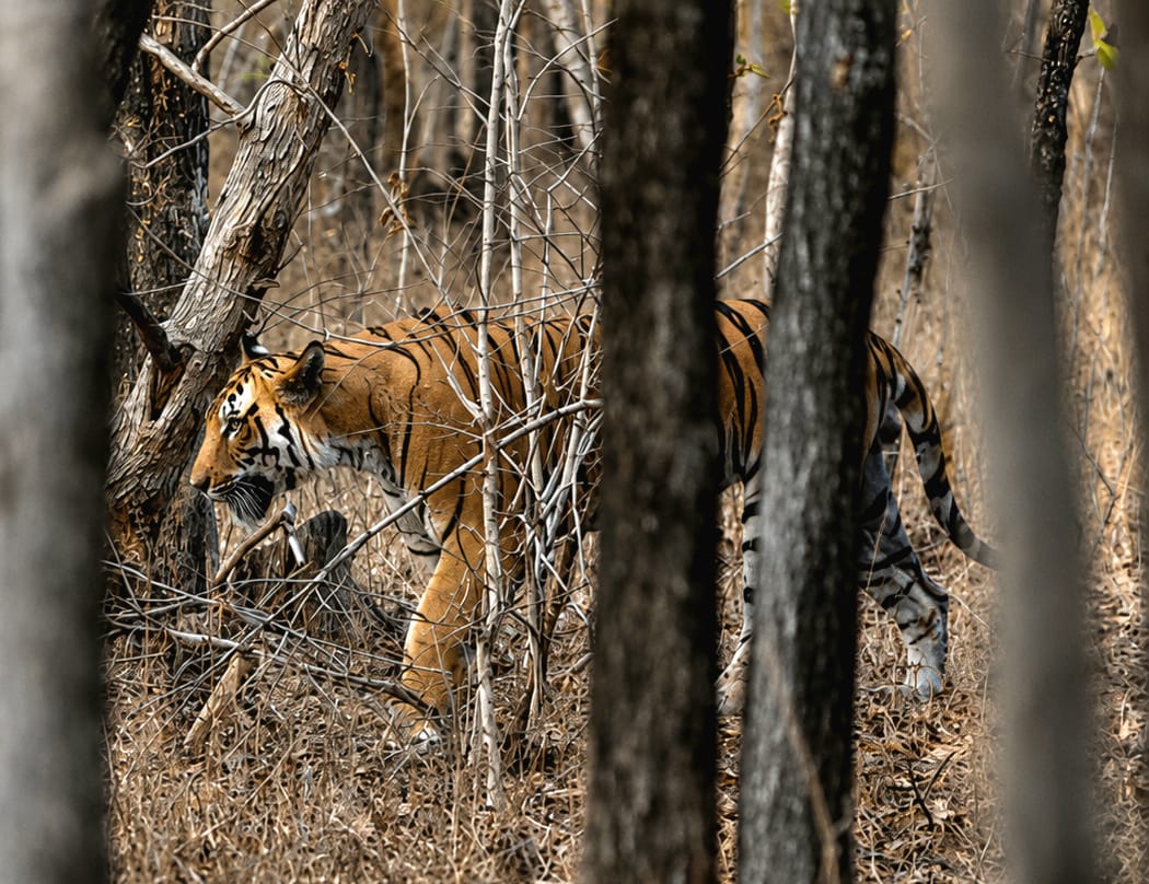 With Trident-Like Marking On Both Cheeks, 'Trishul Tiger' Is The ...