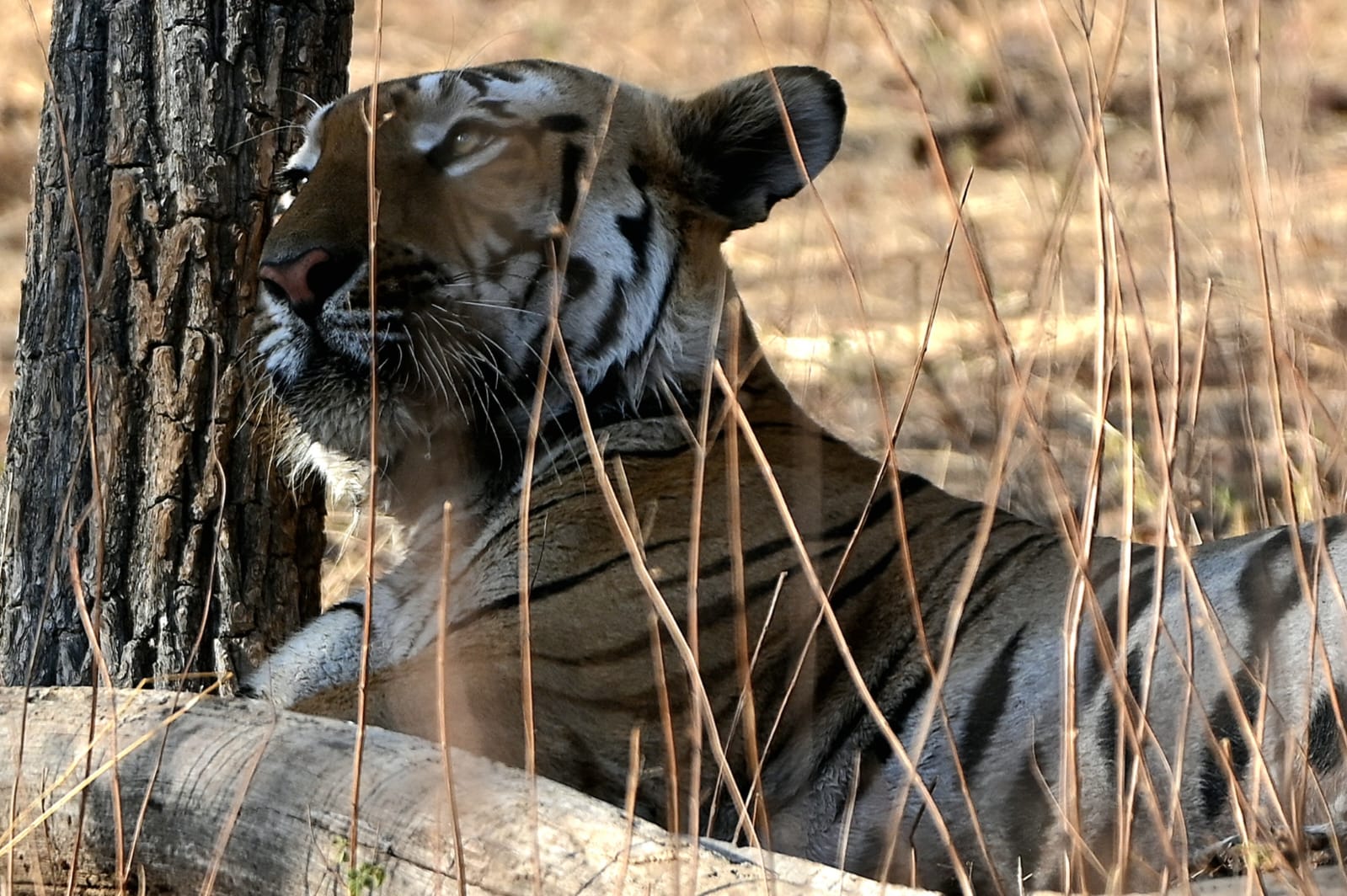 With Trident-Like Marking On Both Cheeks, 'Trishul Tiger' Is The ...