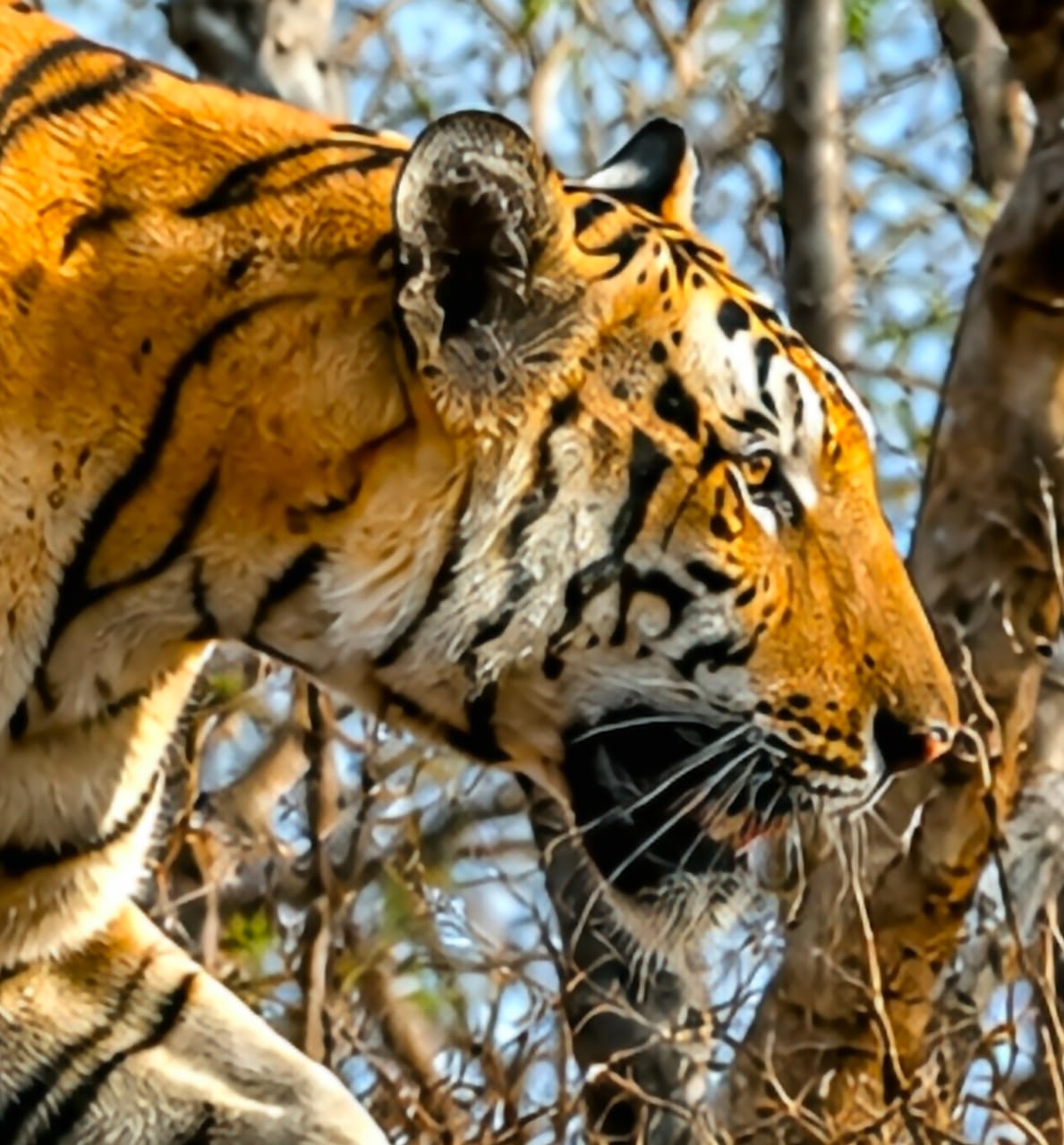 With Trident-Like Marking On Both Cheeks, 'Trishul Tiger' Is The ...