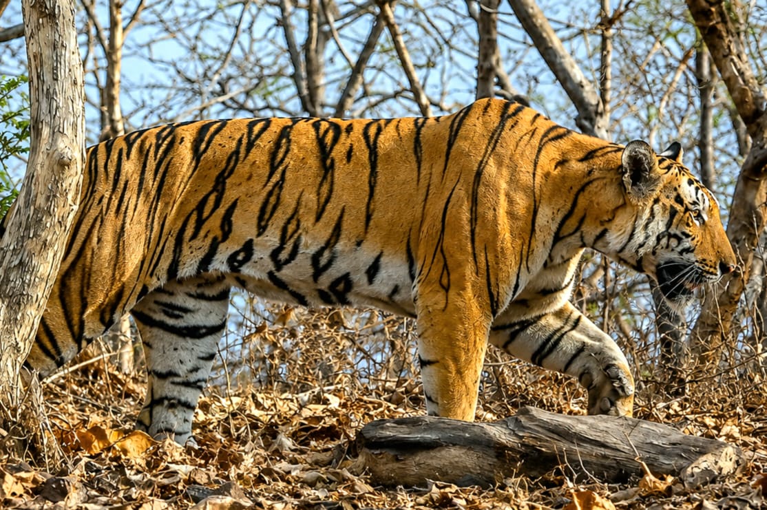 With Trident-Like Marking On Both Cheeks, 'Trishul Tiger' Is The ...
