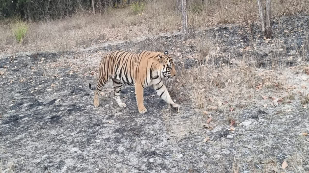 Territorial Turmoil As Rival Tigers Pujari & D-1 Fight To Claim Chhota ...