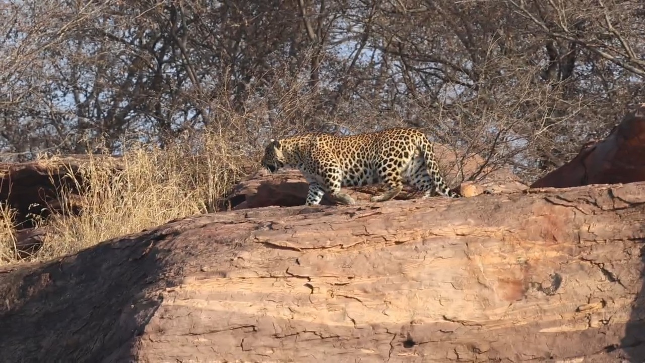 Leopards In Rajasthan's Mukundra Hills Tiger Reserve To Be Tracked With ...
