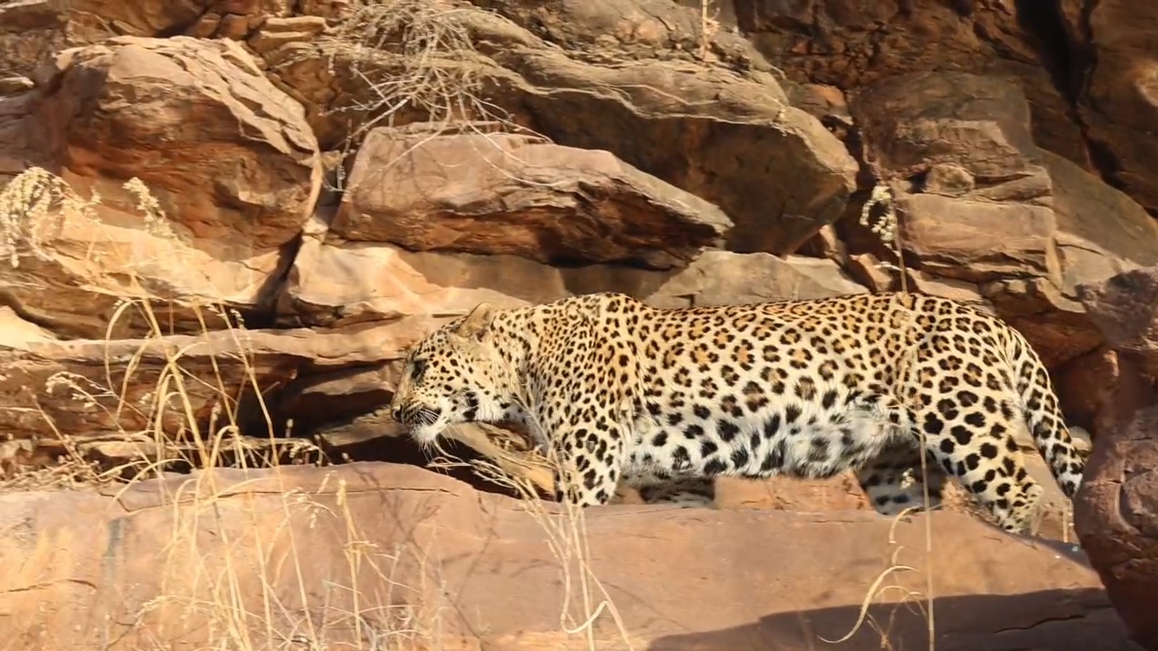 तेंदुए की हर हरकत पर नजर रखेगा GSM बेस्ड स्वदेशी रेडियो कॉलर, कम दाम ...