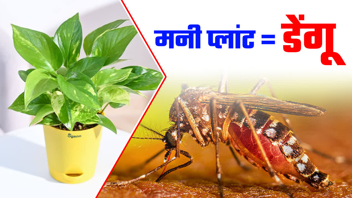 घर में लगा है मनी प्लांट तो होंगे डेंगू का शिकार, बचने के लिए तत्काल ...