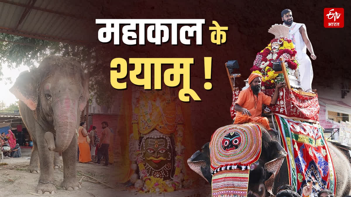 महाकाल लोक में नखरीला हाथी, इसे चाहिए VIP ट्रीटमेंट और रोजाना ढाई ...