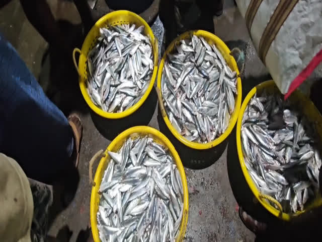 தூத்துக்குடியில் சூடுபிடித்த மீன் வியாபாரம் - ரூ.2 கோடி வரை விற்பனை