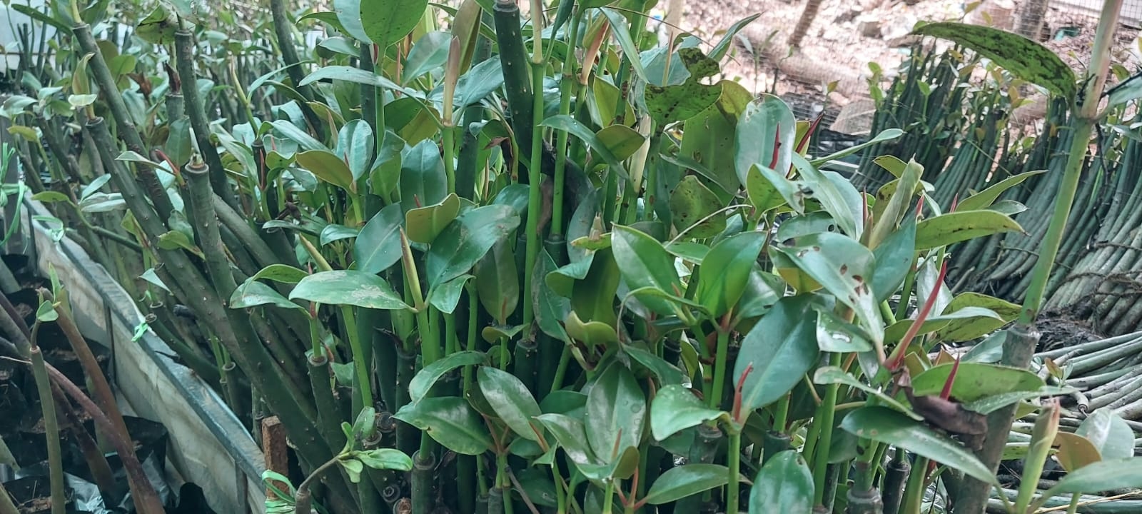 From Nursery to Lab: A College Professor's Mission to Save Mangroves