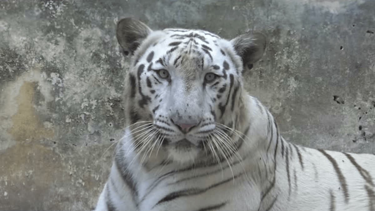 White Tigers Find Safe Haven In Chhattisgarh's Maitri Bagh Zoo