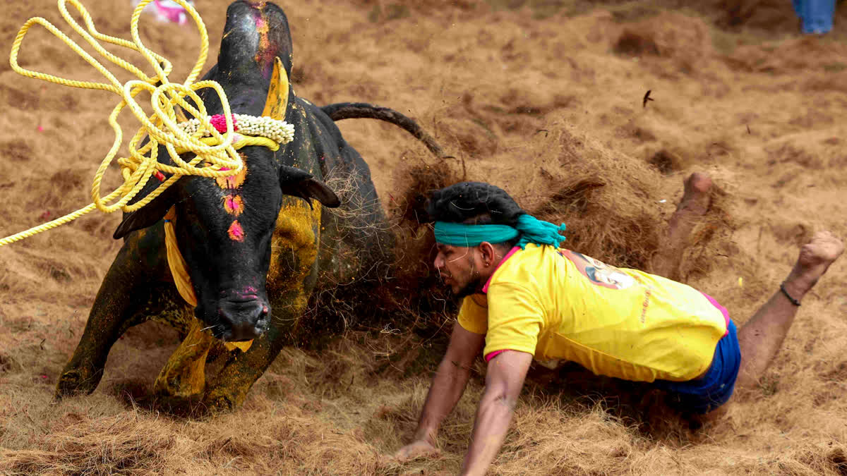 Alanganallur Jallikattu Kicks Off Early On Kaanum Pongal As CM Stalin ...
