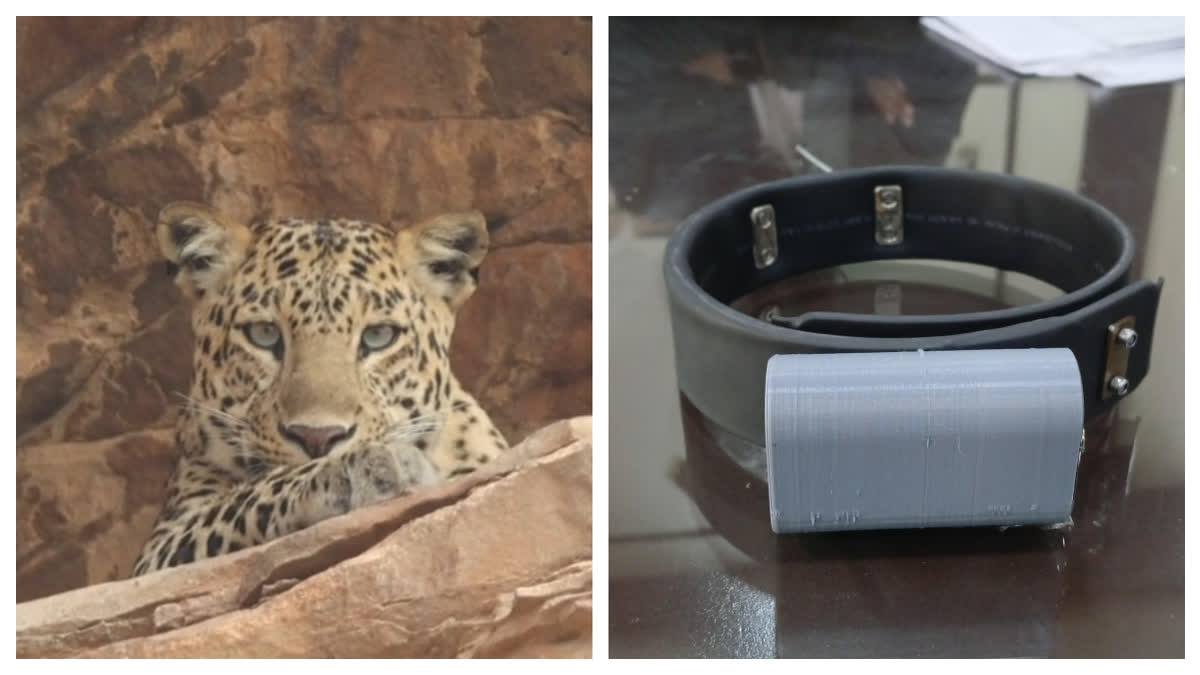 Leopards In Rajasthan's Mukundra Hills Tiger Reserve To Be Tracked With ...