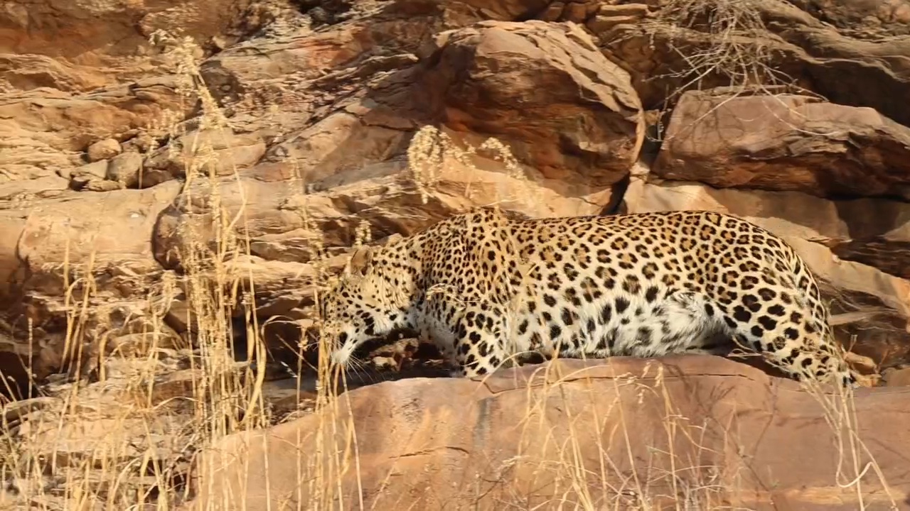 Leopards In Rajasthan's Mukundra Hills Tiger Reserve To Be Tracked With ...