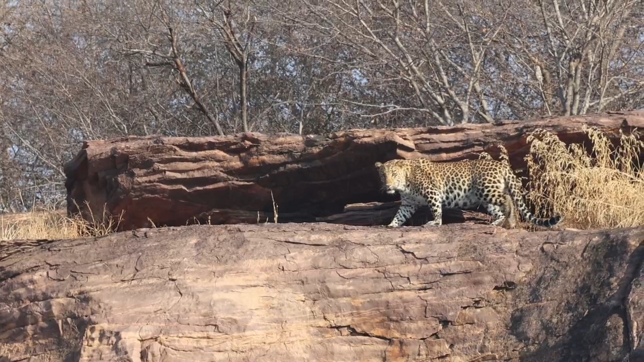 Leopards In Rajasthan's Mukundra Hills Tiger Reserve To Be Tracked With ...