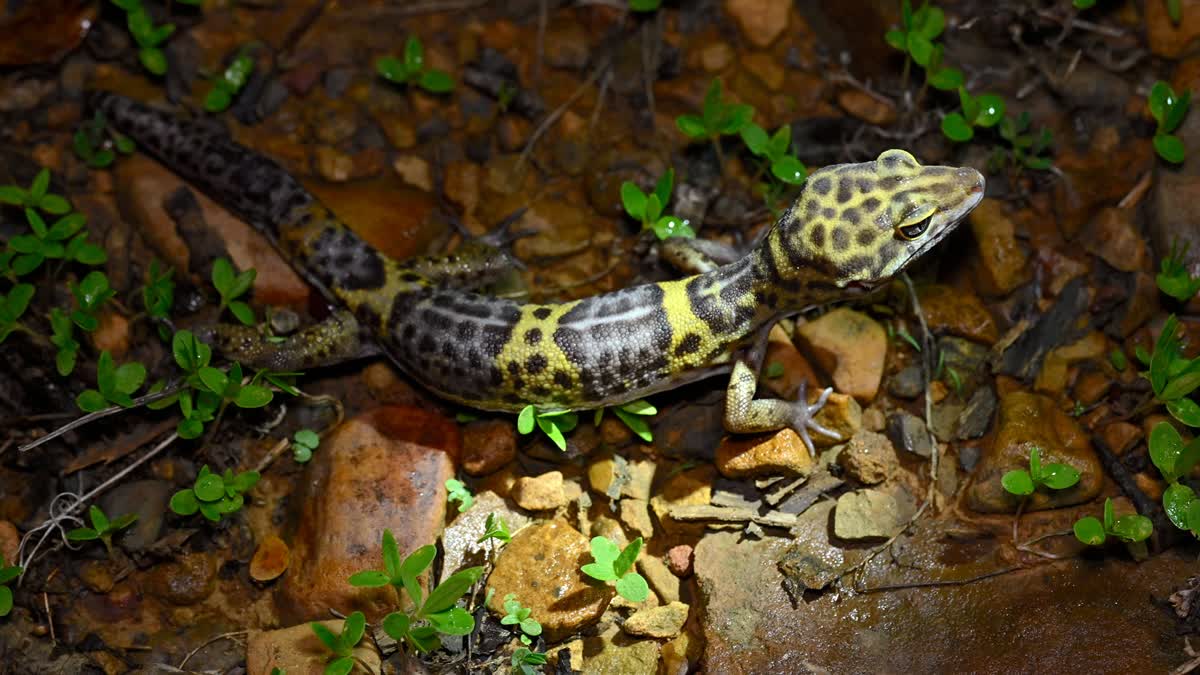 New Gecko Species Discovered In Bihar's Kaimur Hills; Scientists Call ...