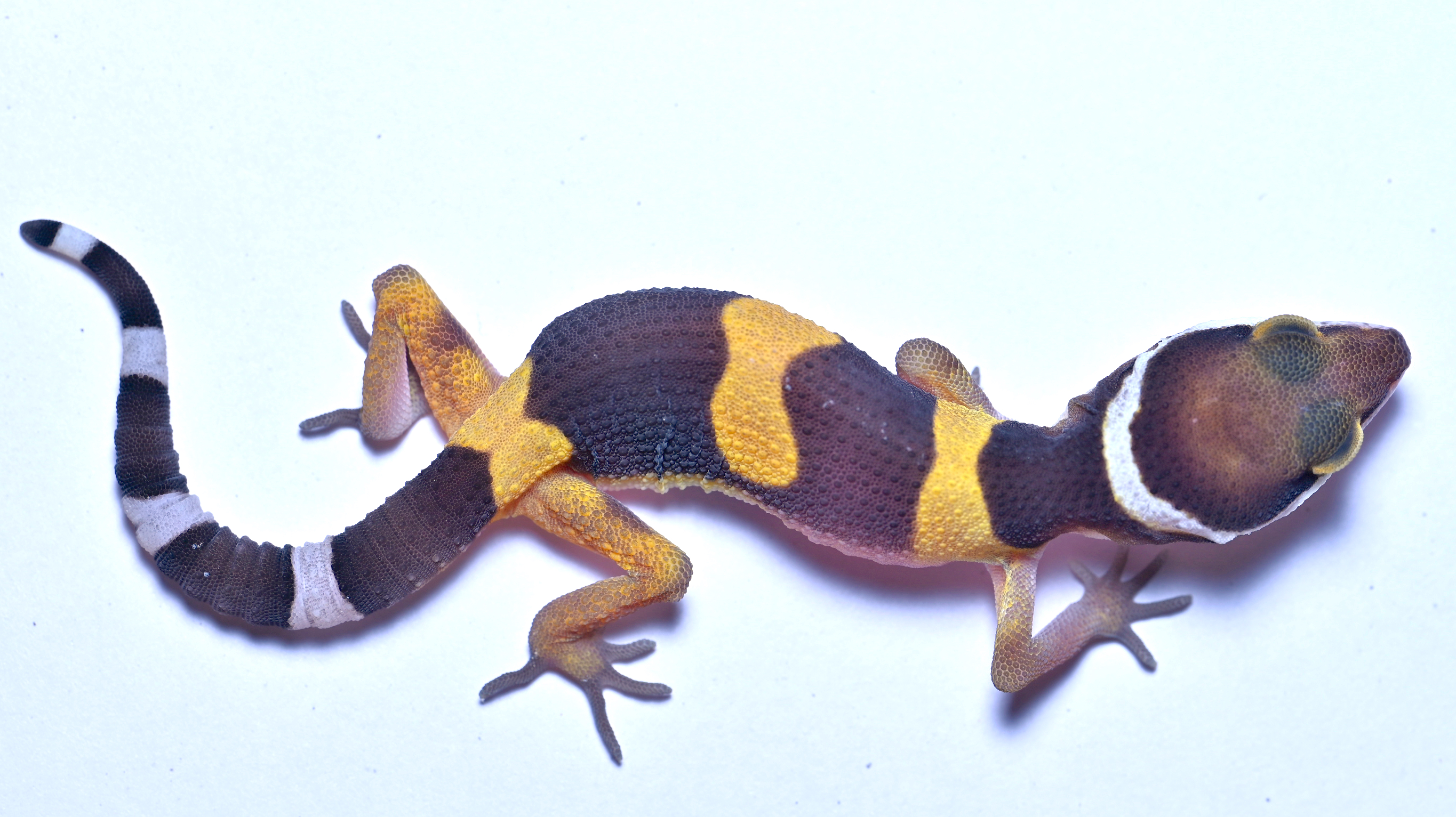 New Gecko Species Discovered In Bihar's Kaimur Hills; Scientists Call ...