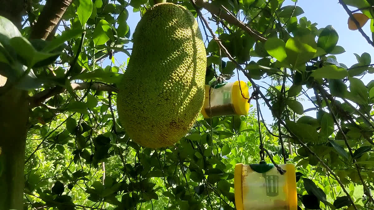 Faridabad Farmer Shifts To Cultivating Perennial Jackfruit, Earns Year ...