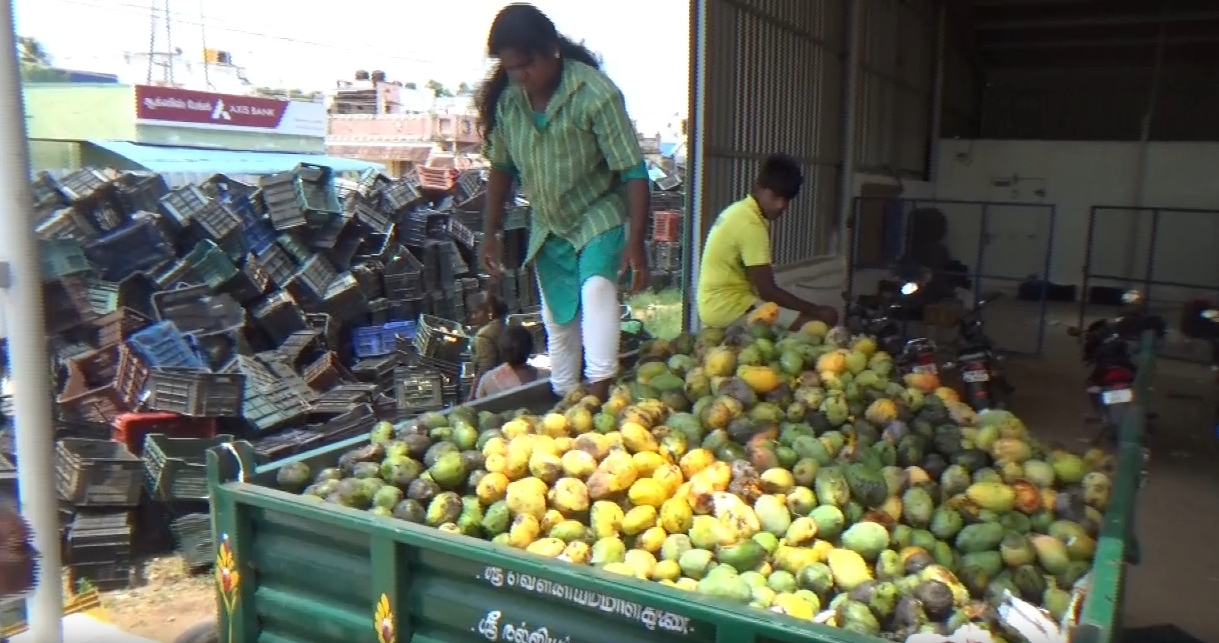 நத்தம் பகுதியில் மா விலை கடும் சரிவு - கிலோ 5 ரூபாய்க்கும் கீழ் ...