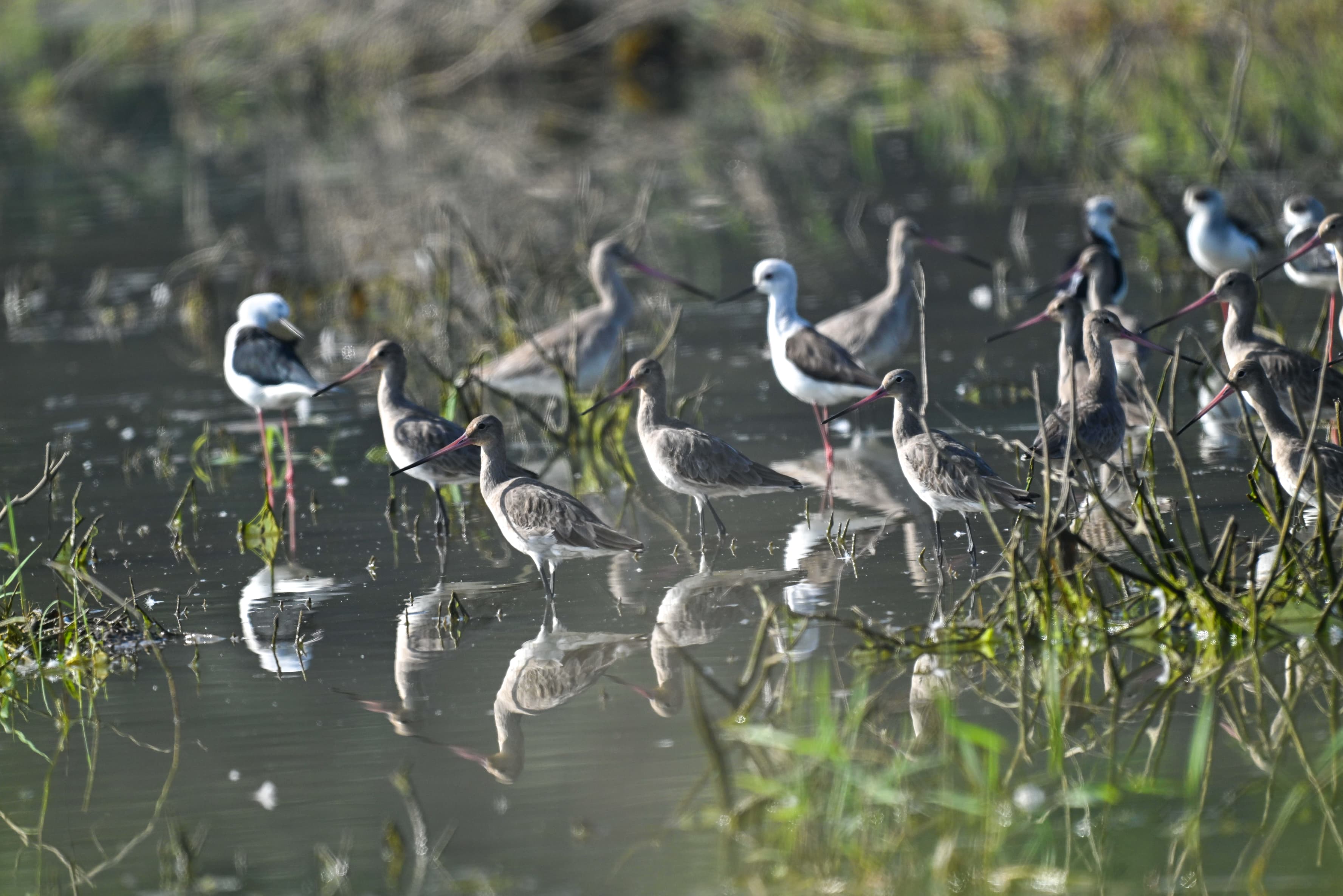 ହୀରାକୁଦରେ ପକ୍ଷୀ ଗଣନା ଆରମ୍ଭ: ନିୟୋଜିତ 38 ଟିମ୍‌, ଡେବ୍ରିଗଡ଼ରେ ବଢିଲା ଗୟଳଙ୍କ ...