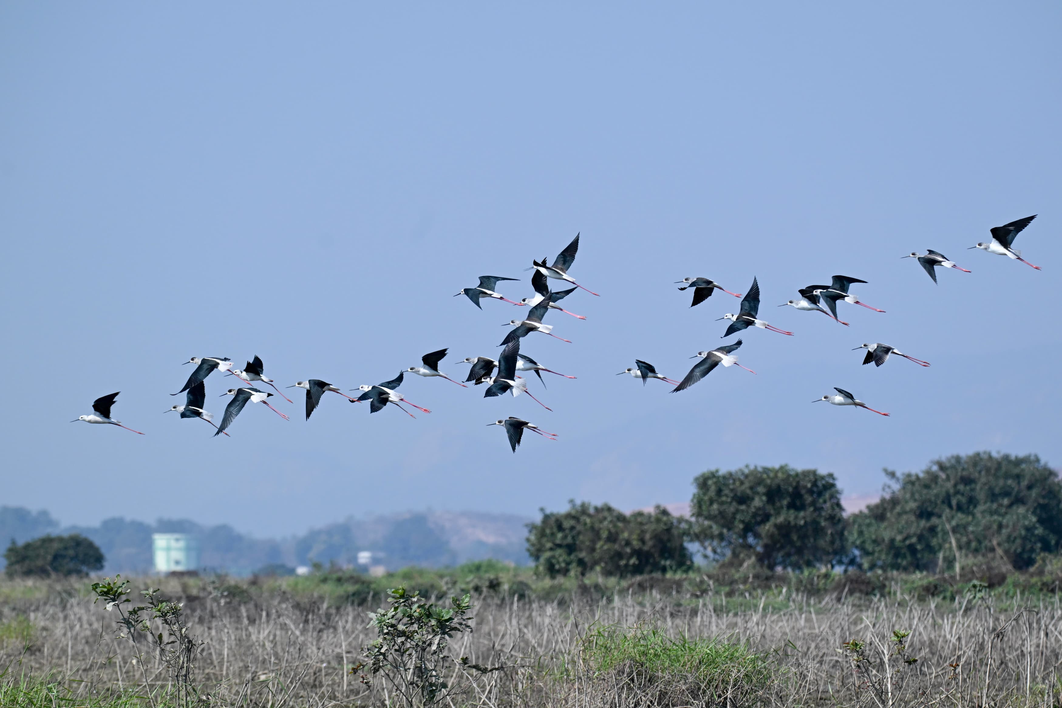 ହୀରାକୁଦରେ ପକ୍ଷୀ ଗଣନା ଆରମ୍ଭ: ନିୟୋଜିତ 38 ଟିମ୍‌, ଡେବ୍ରିଗଡ଼ରେ ବଢିଲା ଗୟଳଙ୍କ ...